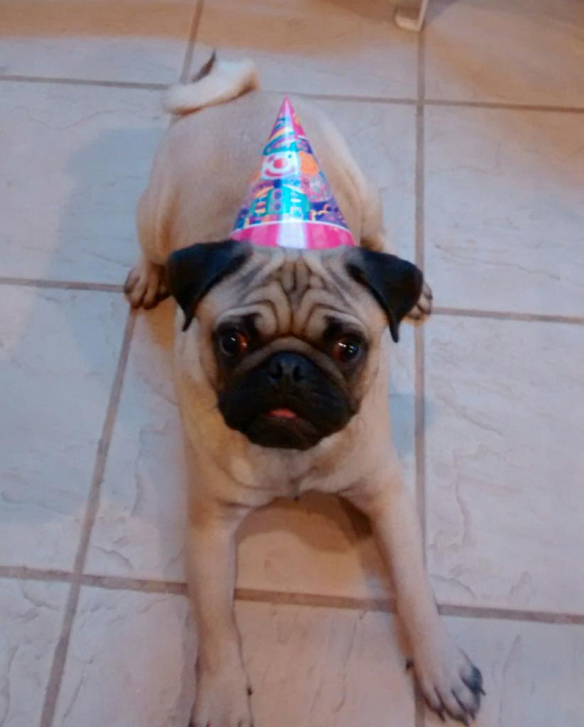 Photo Gallery – Solid Gold Pet Resort