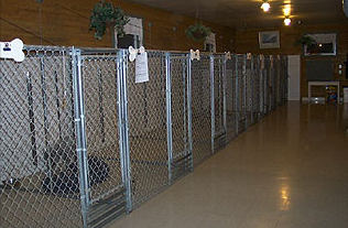 Photo Gallery – Solid Gold Pet Resort